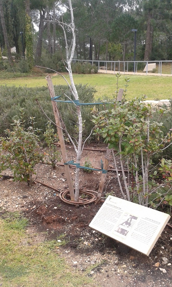 A sapling grows in Jerusalem